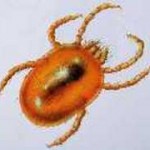 Soigner les piqûres d' aoûtats